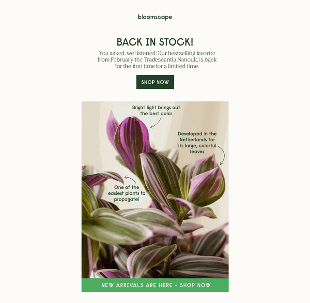 12 Examples of Back-in-Stock Emails, and How to Write Your Own